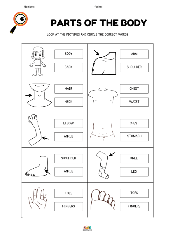 Partes Del Cuerpo Humano En Ingles Ejercicios
