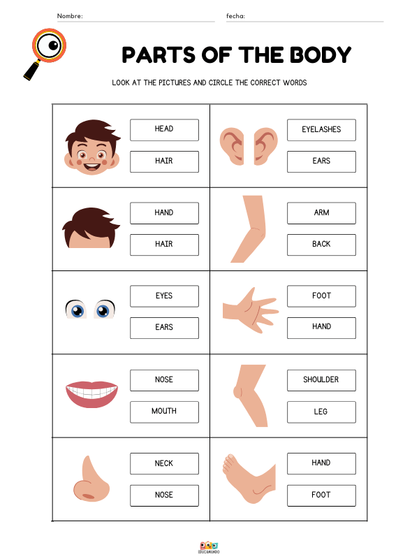Partes del cuerpo humano en ingles ejercicios