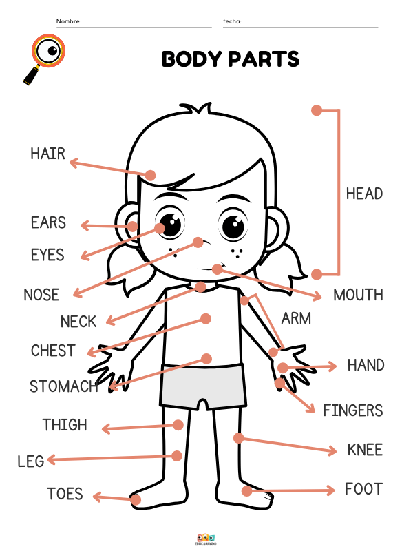 Partes Del Cuerpo Humano En Ingles Ejercicios