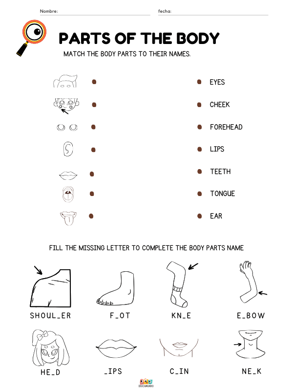 Partes Del Cuerpo Humano En Ingles Ejercicios