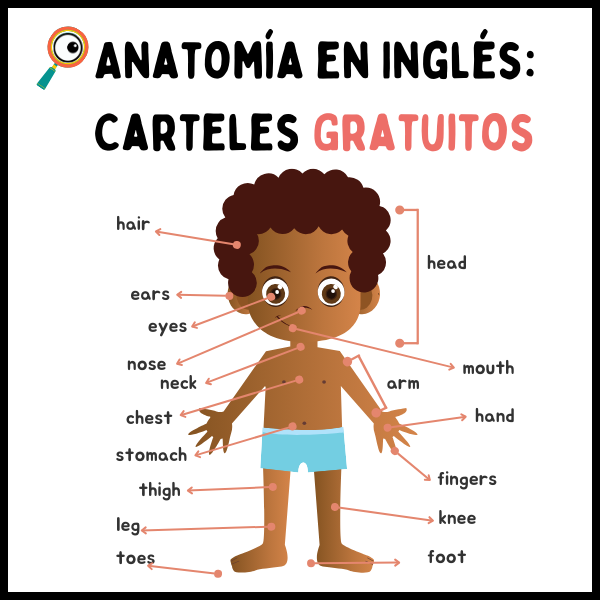 Carteles De Anatomía Del Cuerpo Humano 657 Mil Resultados De