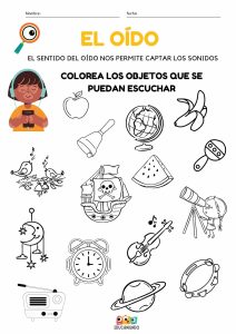 Sentido Del Oido Para Niños